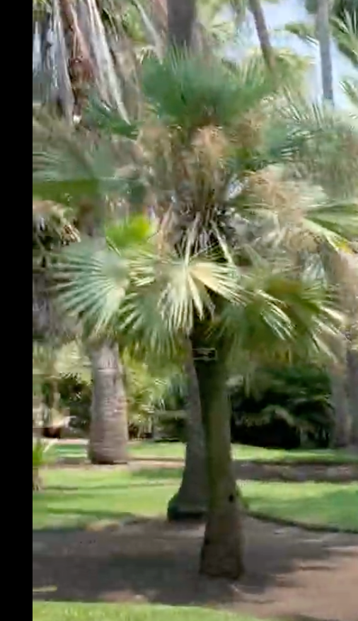 Palm Identification - DISCUSSING PALM TREES WORLDWIDE - PalmTalk