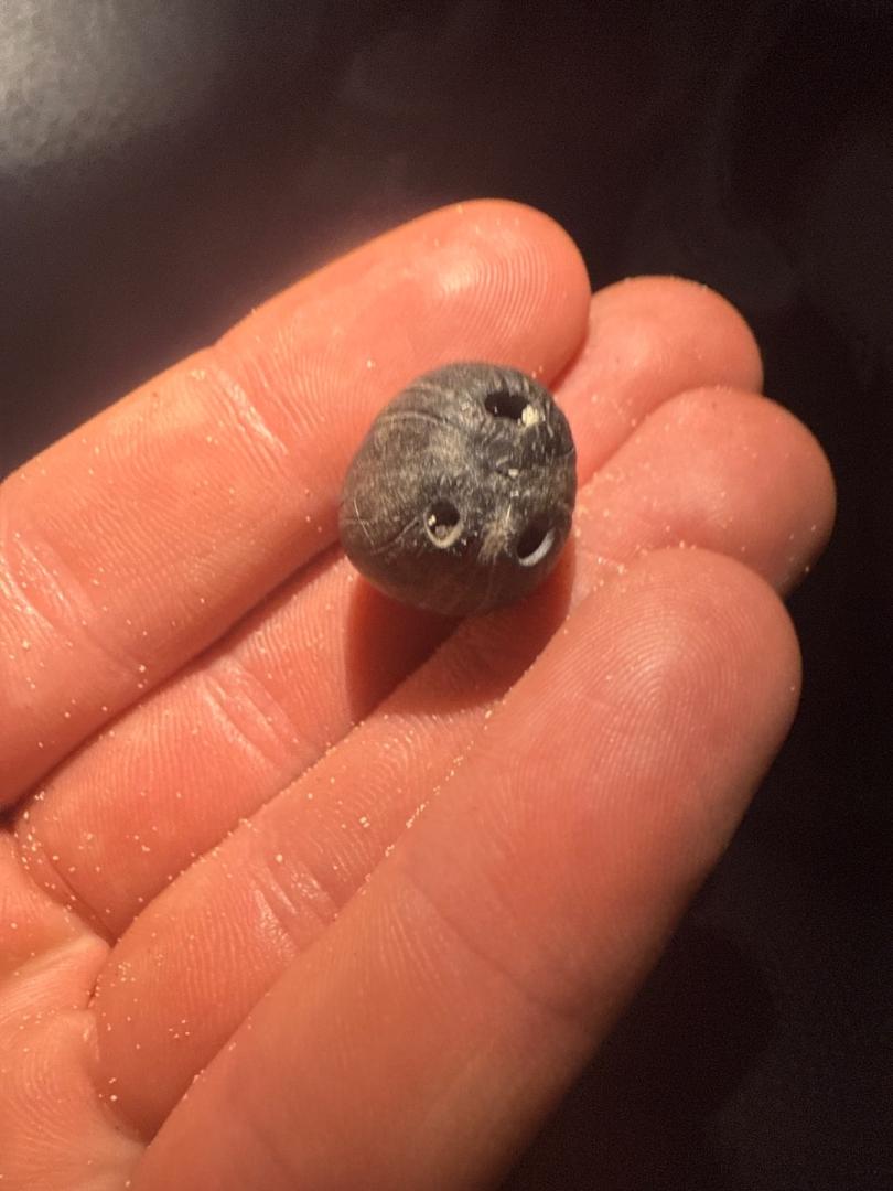 Need help identifying palm tree seeds! - DISCUSSING PALM TREES ...