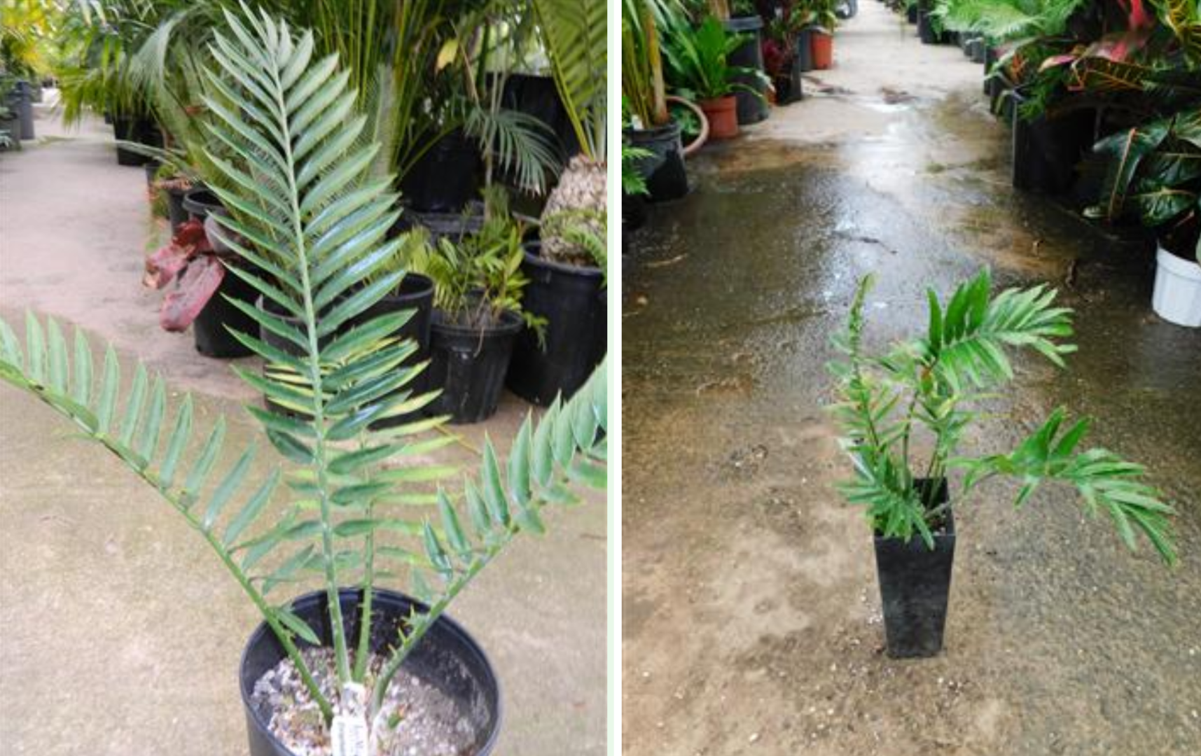 Encephalartos - TROPICAL LOOKING PLANTS - Other Than Palms - PalmTalk