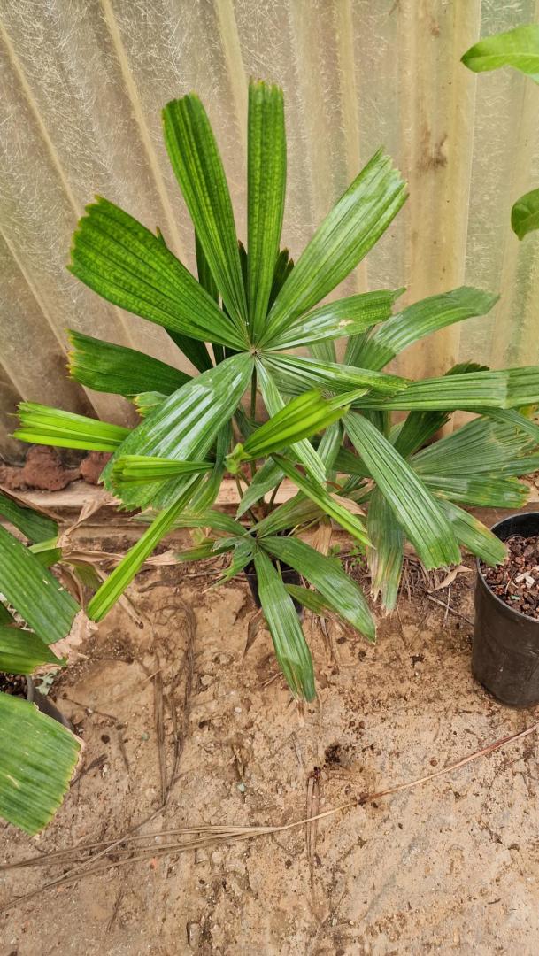 Sowing a few licuala cordata seeds - DISCUSSING PALM TREES WORLDWIDE ...