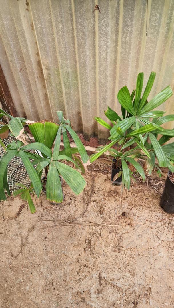Sowing a few licuala cordata seeds - DISCUSSING PALM TREES WORLDWIDE ...
