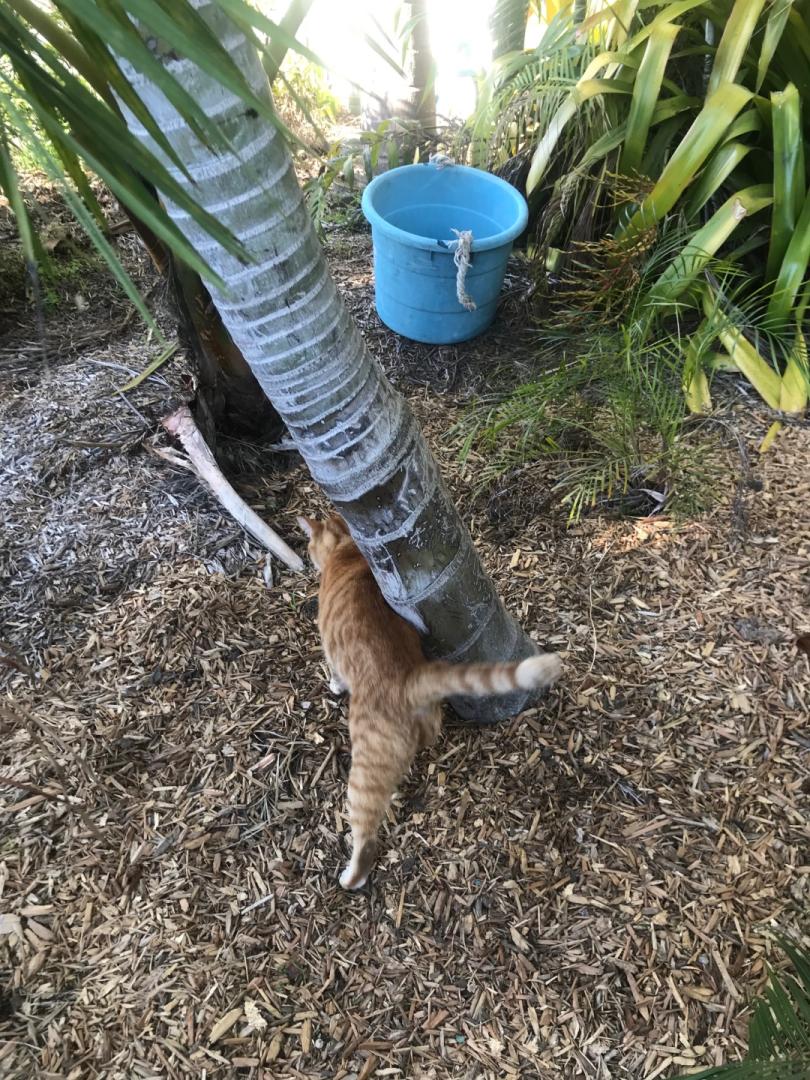 Big Redneck in the Ground - DISCUSSING PALM TREES WORLDWIDE - PalmTalk