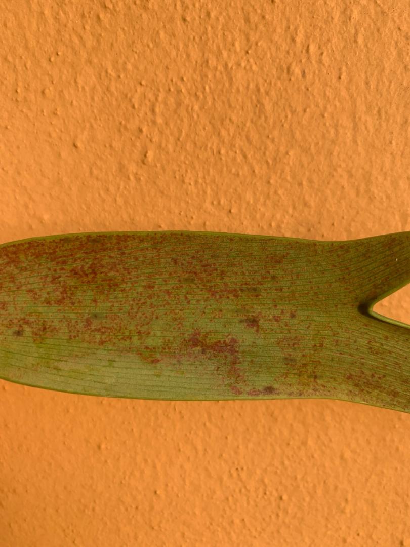 What are these rust like patches on my E. arenarius? - TROPICAL LOOKING ...