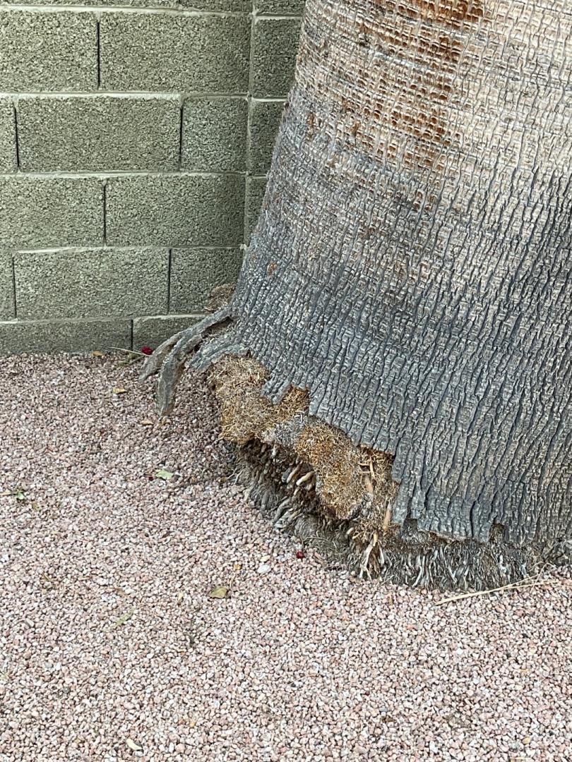 What’s eating roots and bark - DISCUSSING PALM TREES WORLDWIDE - PalmTalk