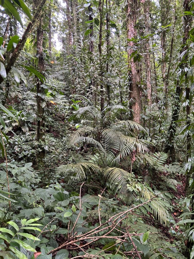 Native Prestoea acuminata - DISCUSSING PALM TREES WORLDWIDE - PalmTalk