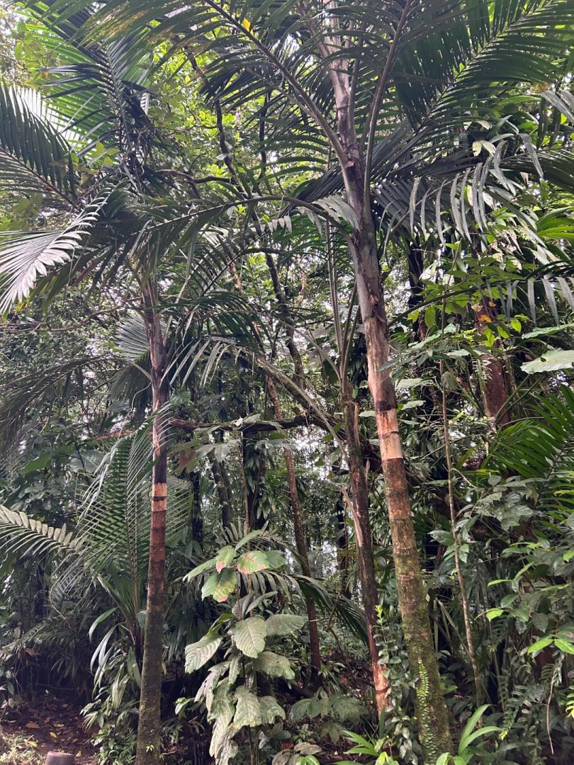 Native Prestoea acuminata - DISCUSSING PALM TREES WORLDWIDE - PalmTalk