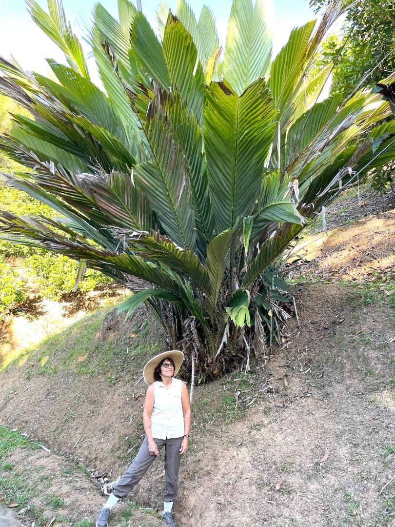 Salacca magnifica - DISCUSSING PALM TREES WORLDWIDE - PalmTalk