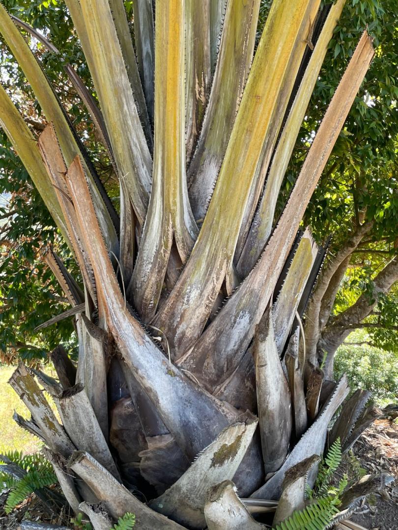 Palm identification help - DISCUSSING PALM TREES WORLDWIDE - PalmTalk