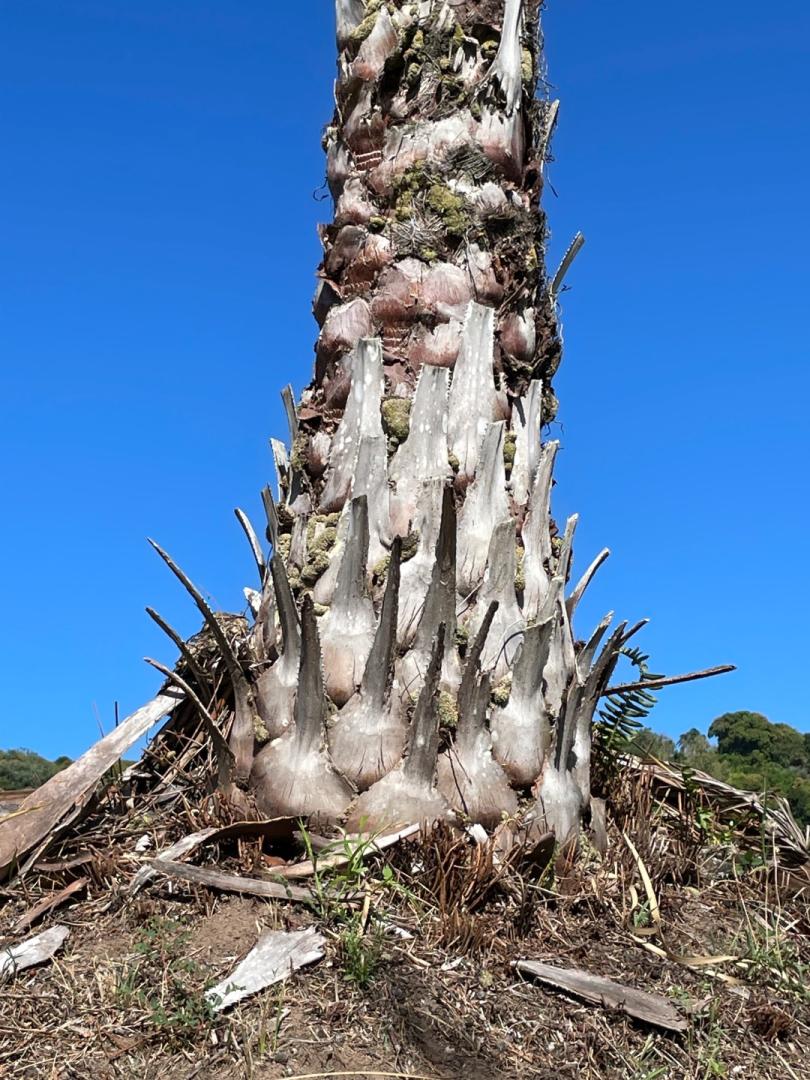 Palm identification help - DISCUSSING PALM TREES WORLDWIDE - PalmTalk