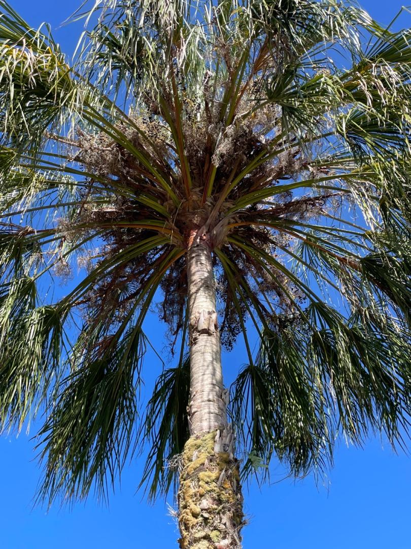 Palm identification help - DISCUSSING PALM TREES WORLDWIDE - PalmTalk