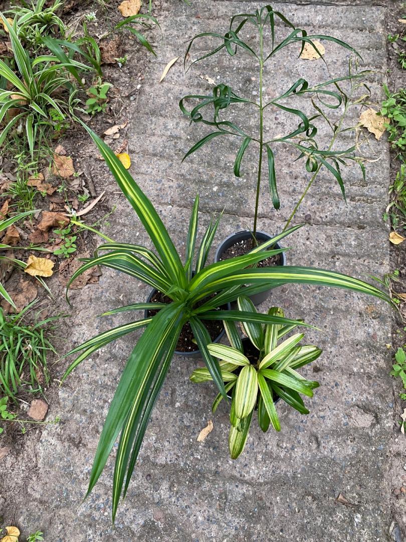 Pandanus sanderi, cycas deboansis get planted - TROPICAL LOOKING PLANTS ...