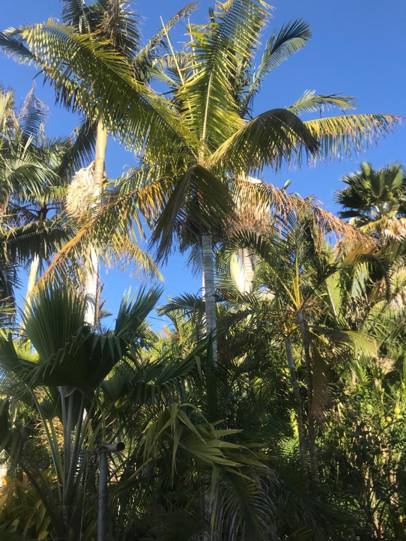 Big Redneck in the Ground - DISCUSSING PALM TREES WORLDWIDE - PalmTalk