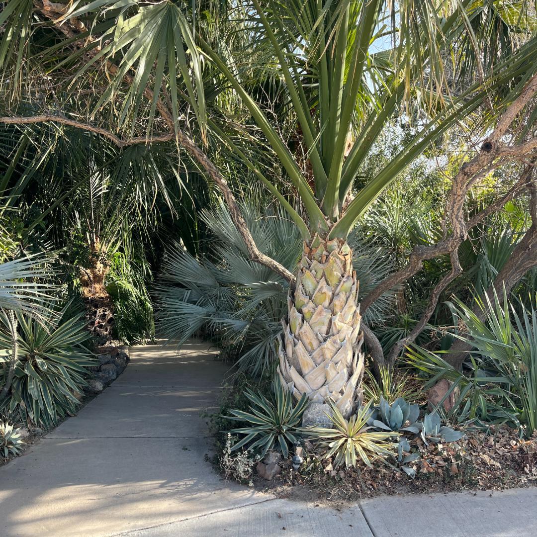 Las Cruces Palm & Exotica Oasis Visit - COLD HARDY PALMS - PalmTalk