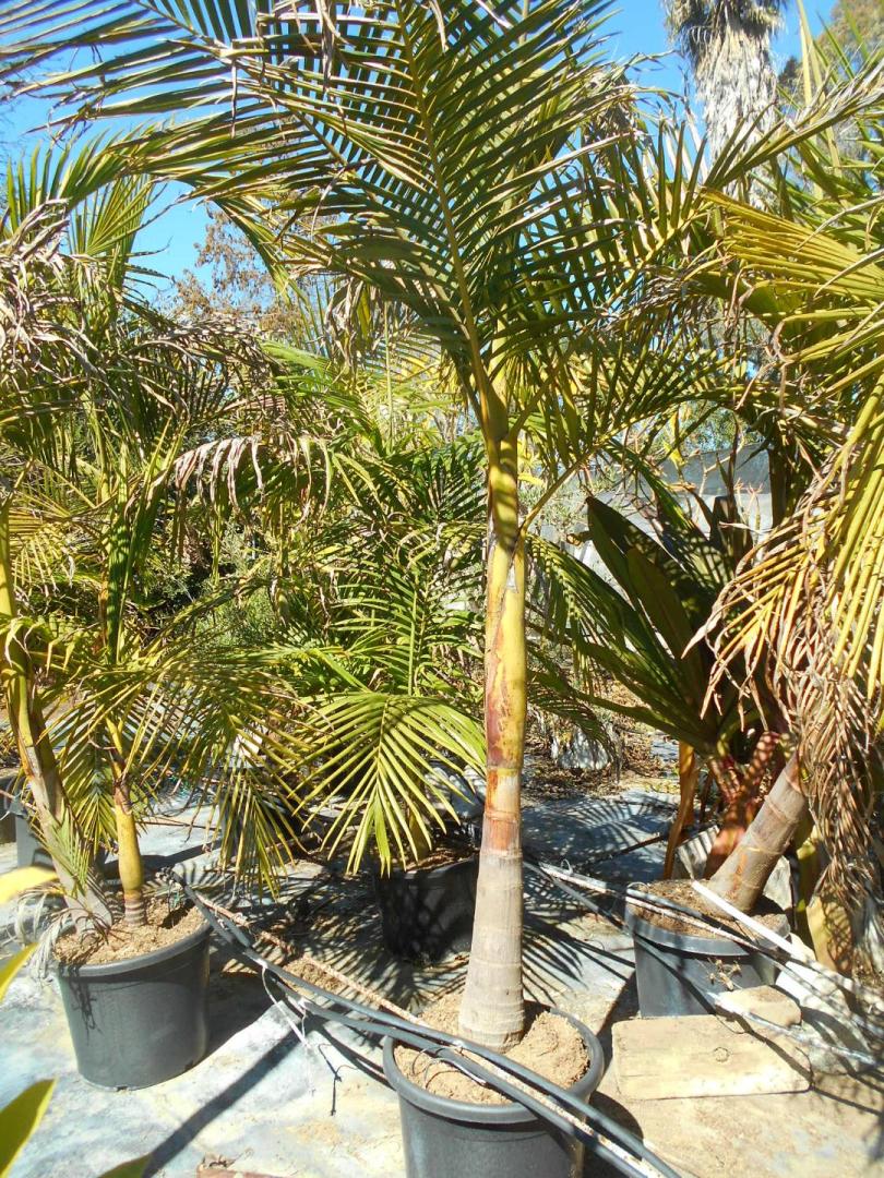 Archontophoenix cunninghamiana (King Palm specimens) double 15 gallon ...