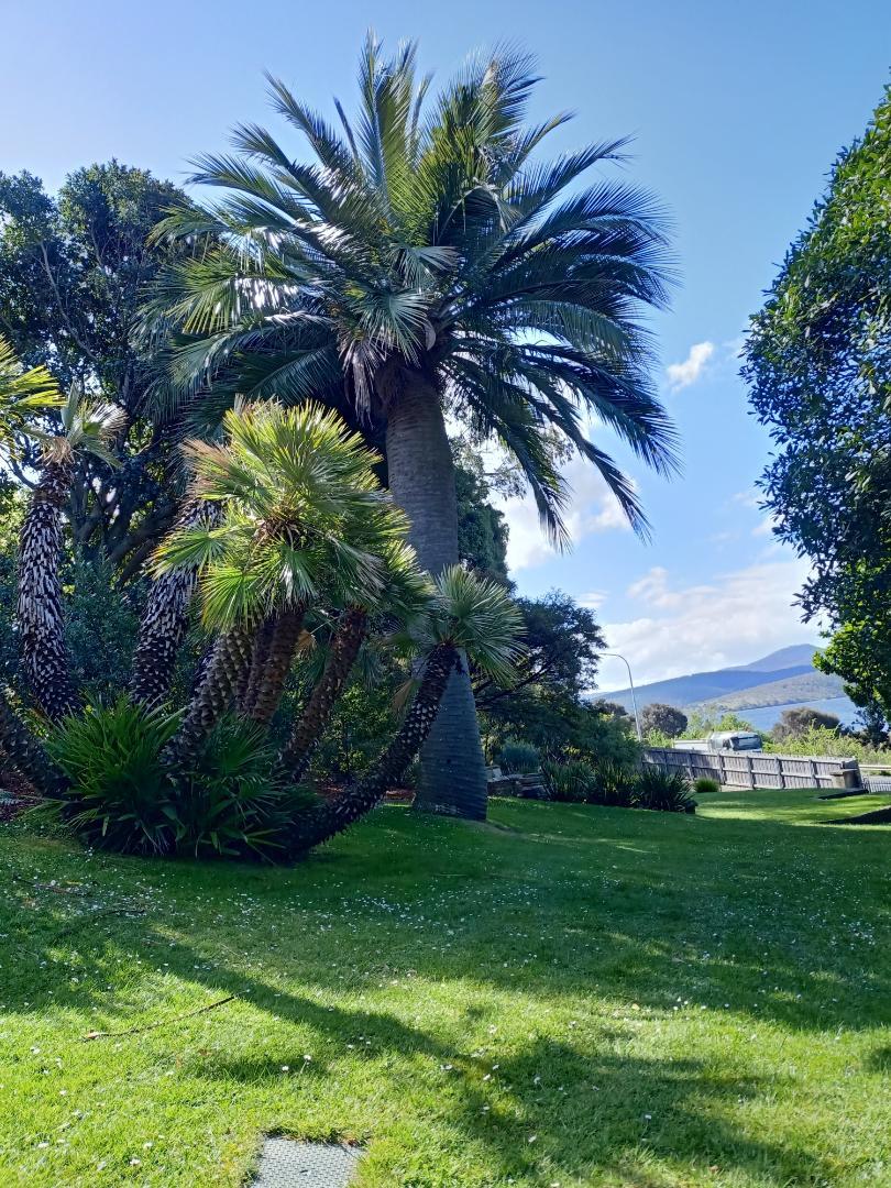 Jubaea Chilensis - DISCUSSING PALM TREES WORLDWIDE - PalmTalk