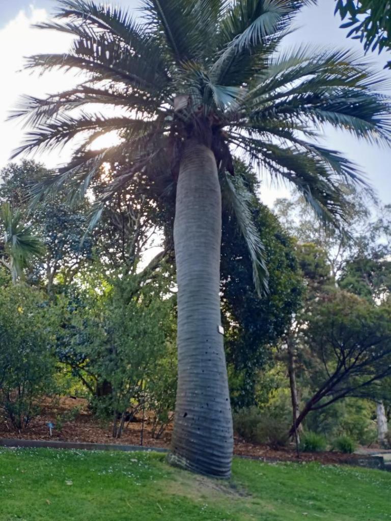 Jubaea Chilensis - DISCUSSING PALM TREES WORLDWIDE - PalmTalk