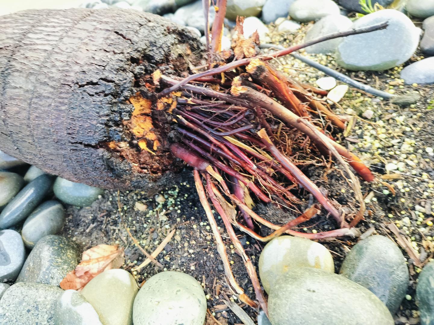 Foxtail palm fell over and snapped roots - DISCUSSING PALM TREES ...