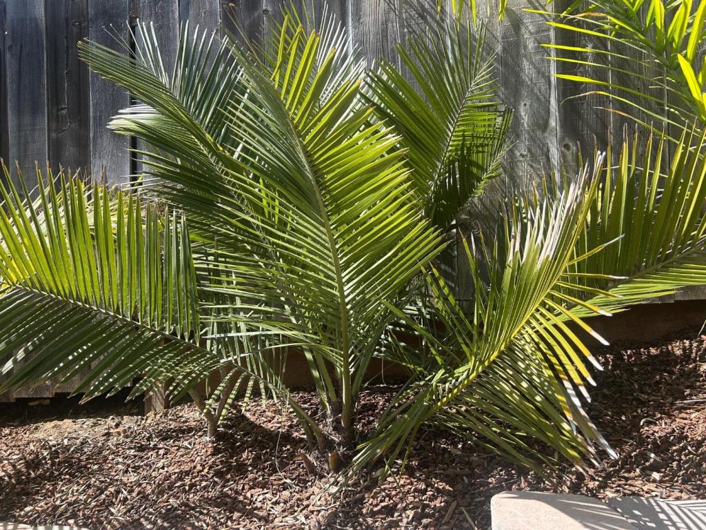 Jubaea Chilensis - DISCUSSING PALM TREES WORLDWIDE - PalmTalk