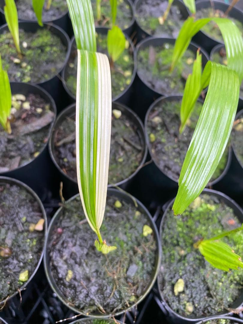 Something to an update on variegated lanonia dasyantha, licuala ramsayi var tuckeri - DISCUSSING ...