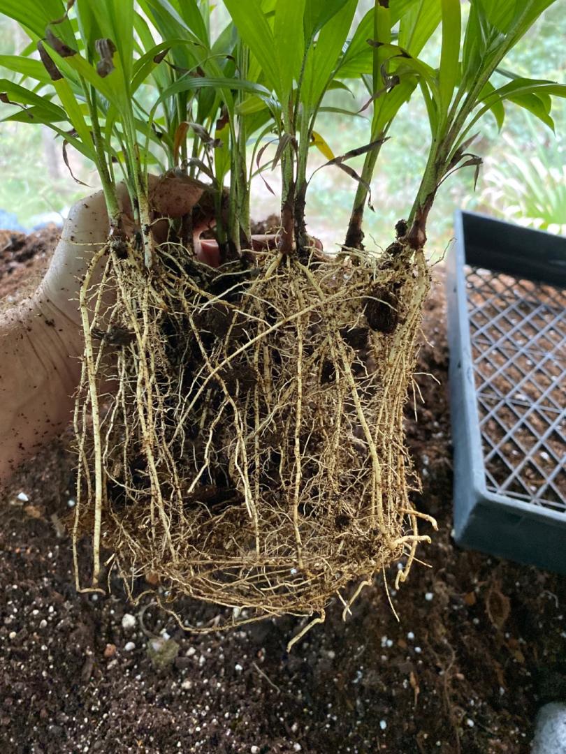 On the potting bench dypsis rivularis, lytocarum weddlianum ...