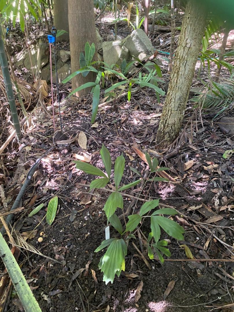 Arenga caudata Joey Altifrons planted in the garden - DISCUSSING PALM TREES WORLDWIDE - PalmTalk