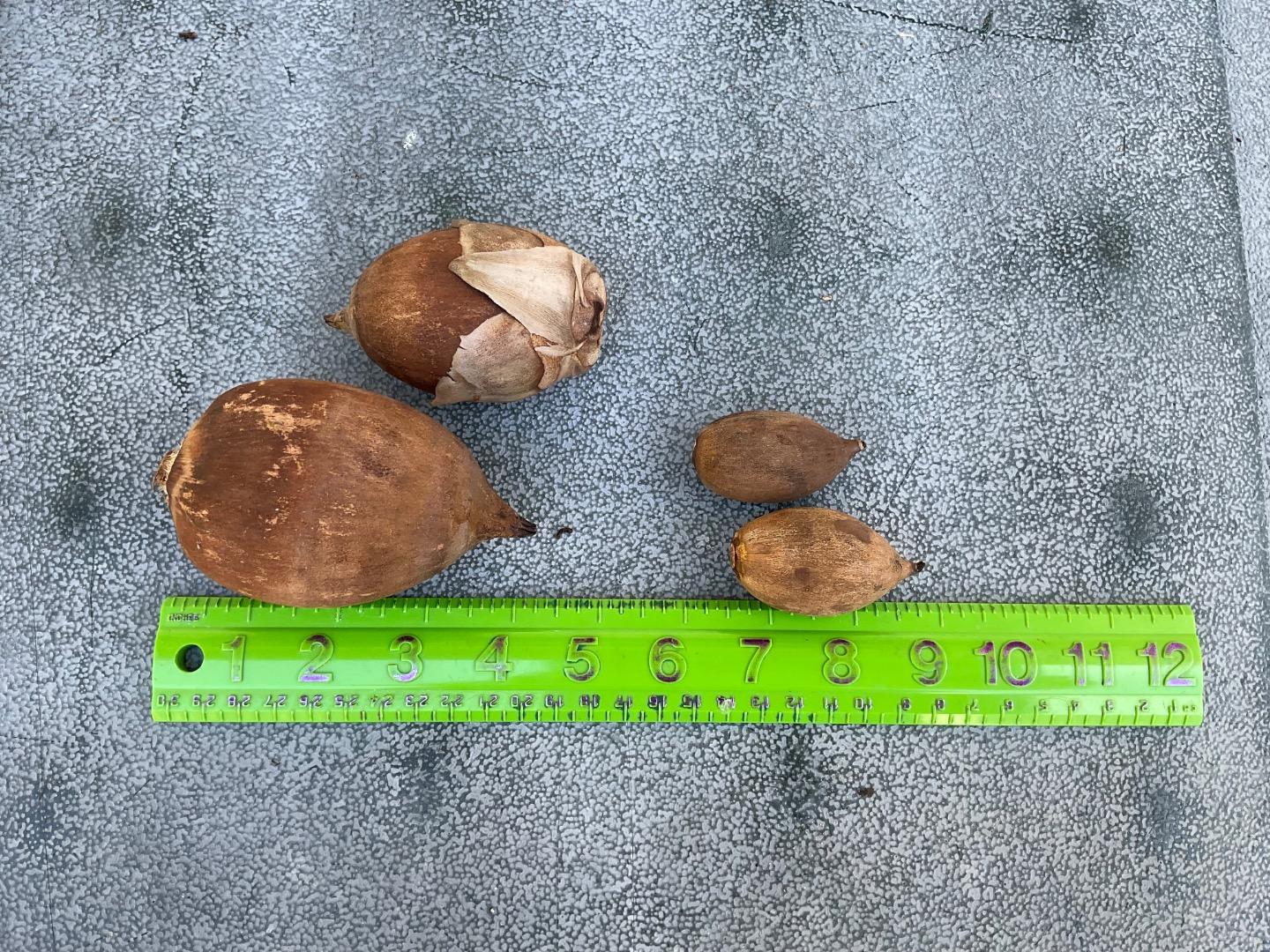 Attalea speciosa & A. phalerata SEEDs - For Sale - PalmTalk
