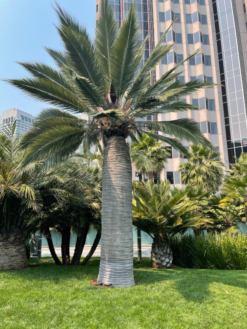 Jubaea Chilensis - DISCUSSING PALM TREES WORLDWIDE - PalmTalk