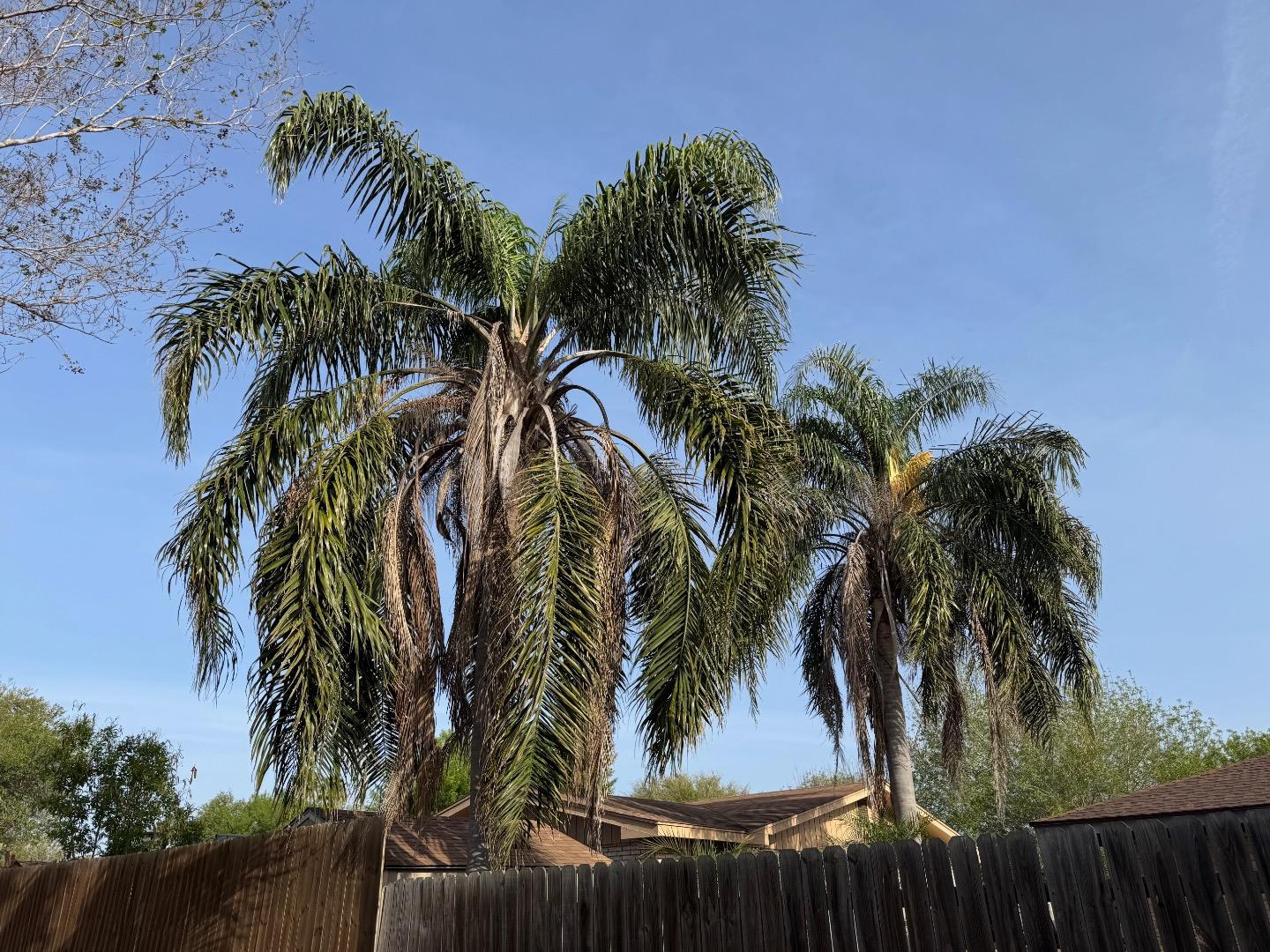 Hybrid queen palm? - COLD HARDY PALMS - PalmTalk