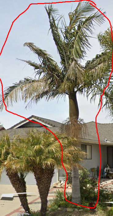 what kind of palm is this - COLD HARDY PALMS - PalmTalk