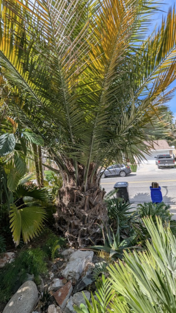 Jubaea Chilensis - DISCUSSING PALM TREES WORLDWIDE - PalmTalk