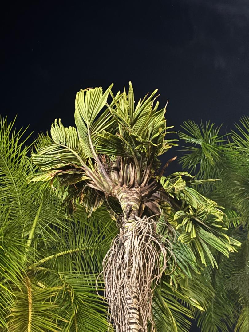 Palm with multiple heads in San Juan PR - DISCUSSING PALM TREES ...