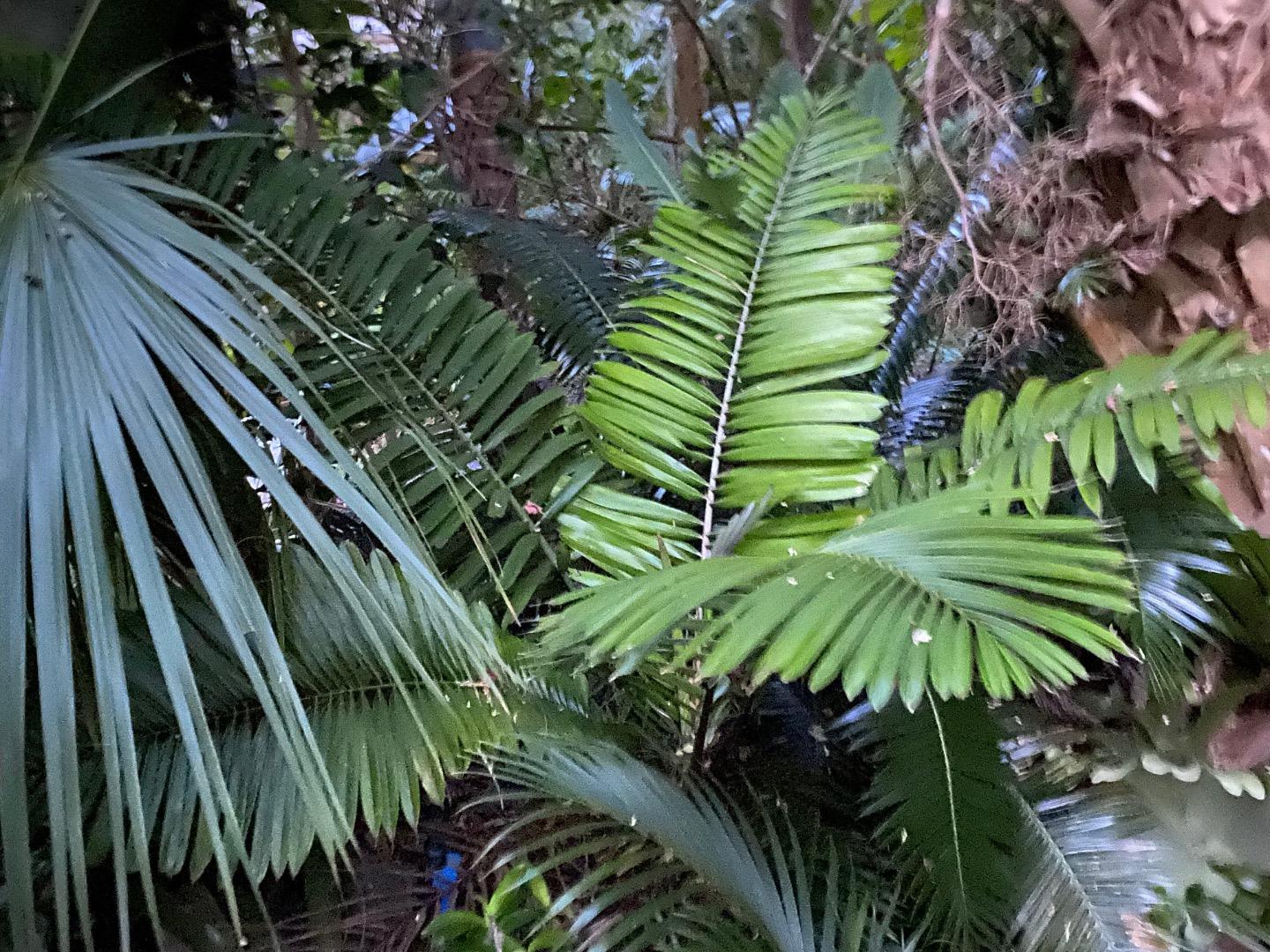 Polyandrococus caudescens shade sun difference - DISCUSSING PALM TREES ...
