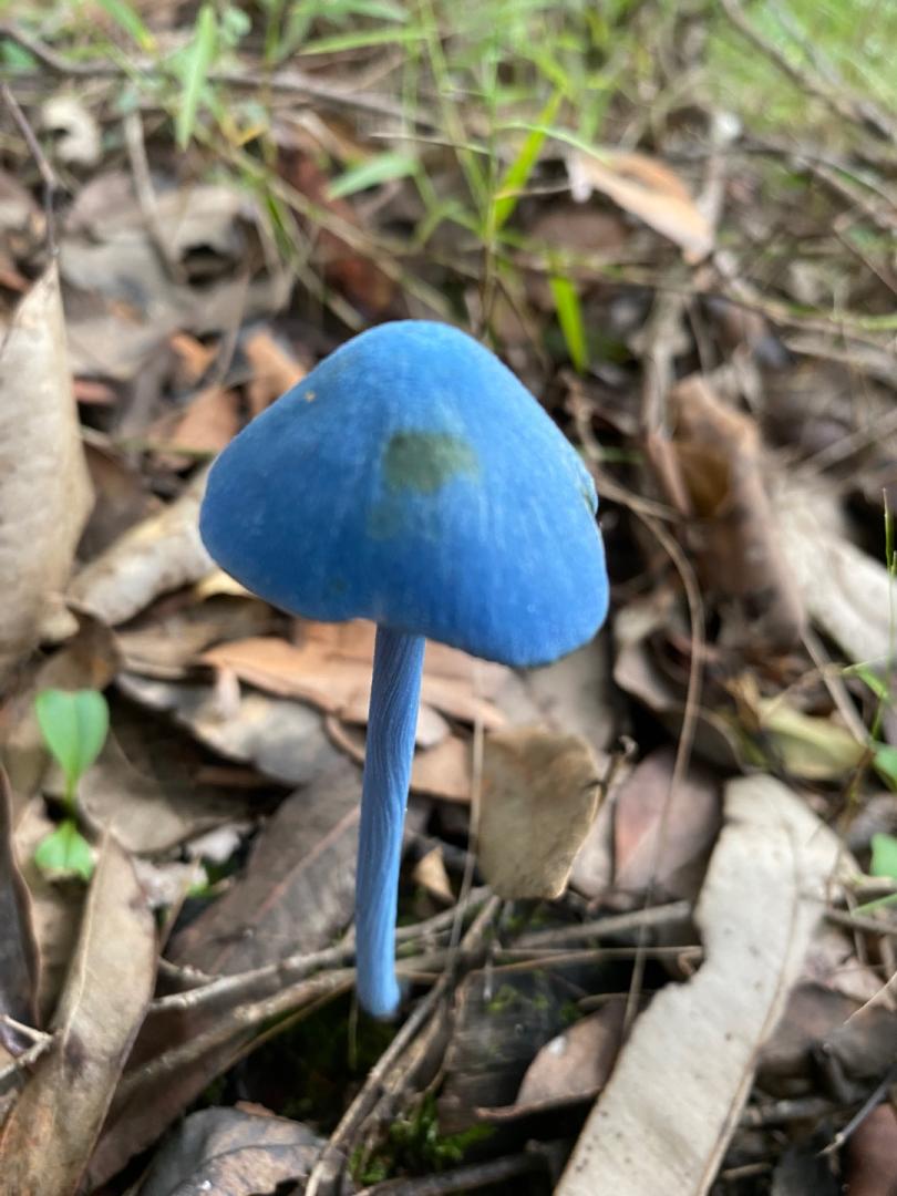 One heck of a fungi - TROPICAL LOOKING PLANTS - Other Than Palms - PalmTalk