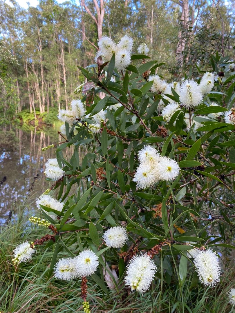 Melaleuca quinquenervia aka paperbark tree - TROPICAL LOOKING PLANTS ...
