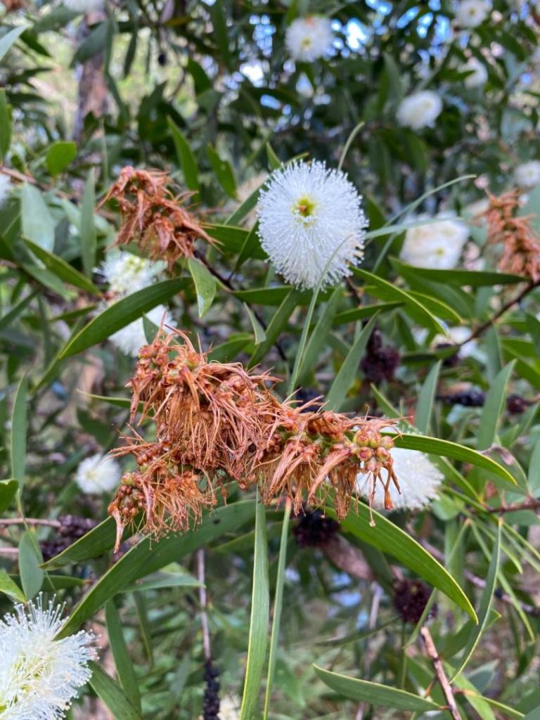 Melaleuca quinquenervia aka paperbark tree - TROPICAL LOOKING PLANTS ...
