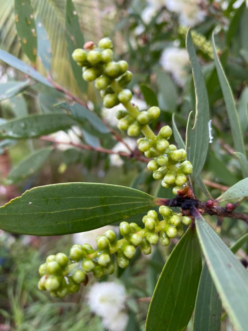 Melaleuca quinquenervia aka paperbark tree - TROPICAL LOOKING PLANTS ...