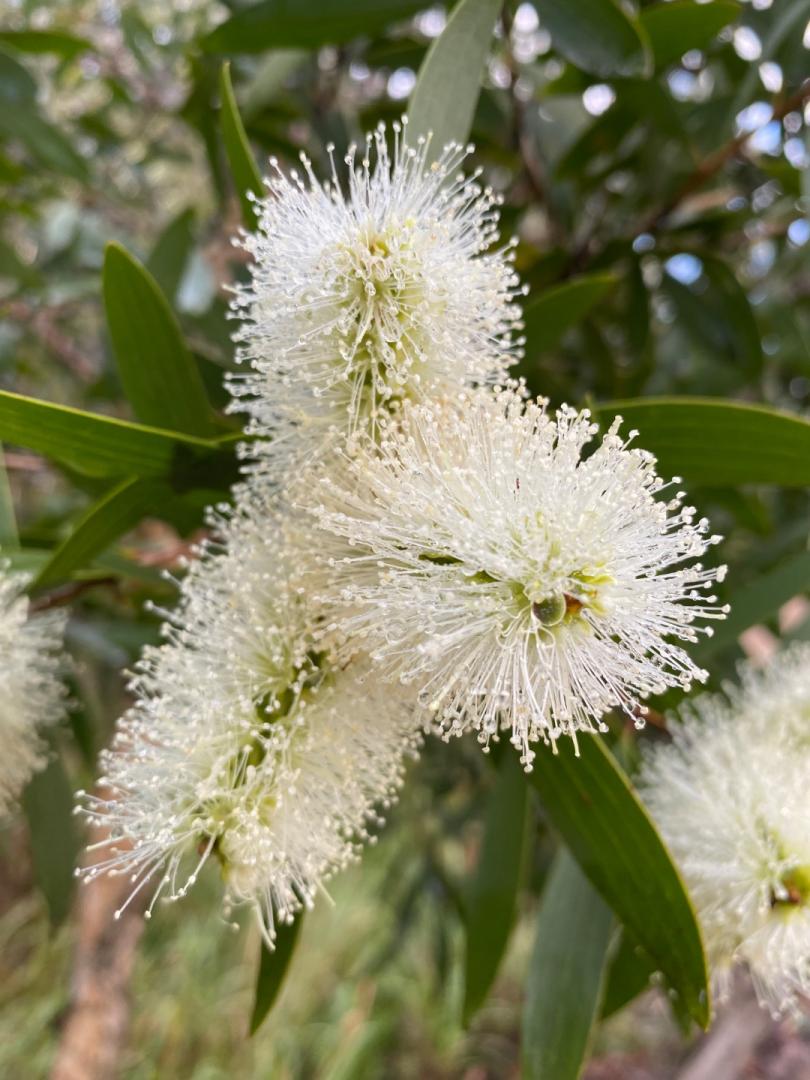 Melaleuca quinquenervia aka paperbark tree - TROPICAL LOOKING PLANTS ...