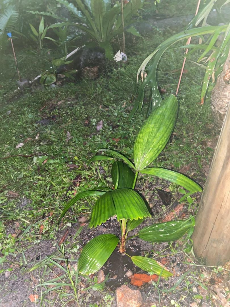 And a couple of palms planted Cham pyriformis, dasyantha - DISCUSSING ...