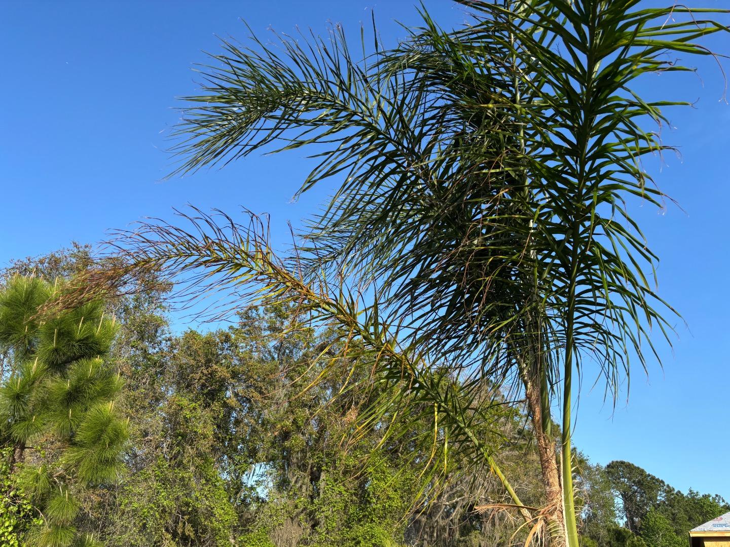 Newly planted Queen palms - DISCUSSING PALM TREES WORLDWIDE - PalmTalk