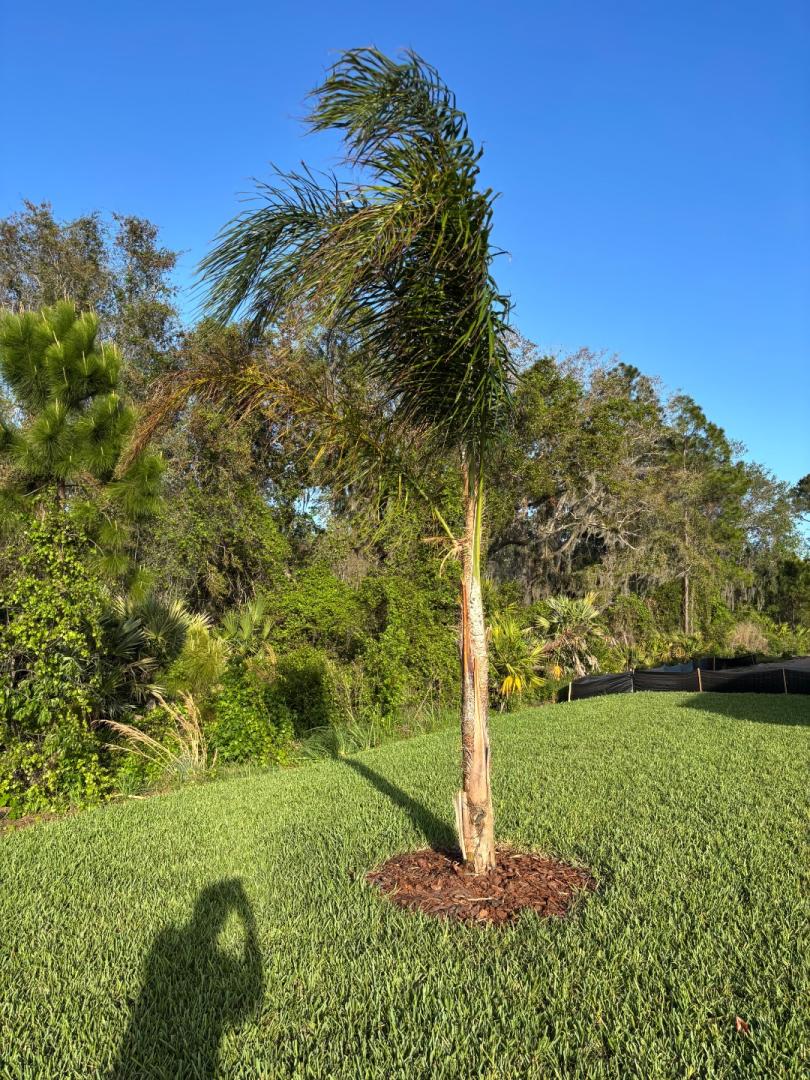 Newly planted Queen palms - DISCUSSING PALM TREES WORLDWIDE - PalmTalk