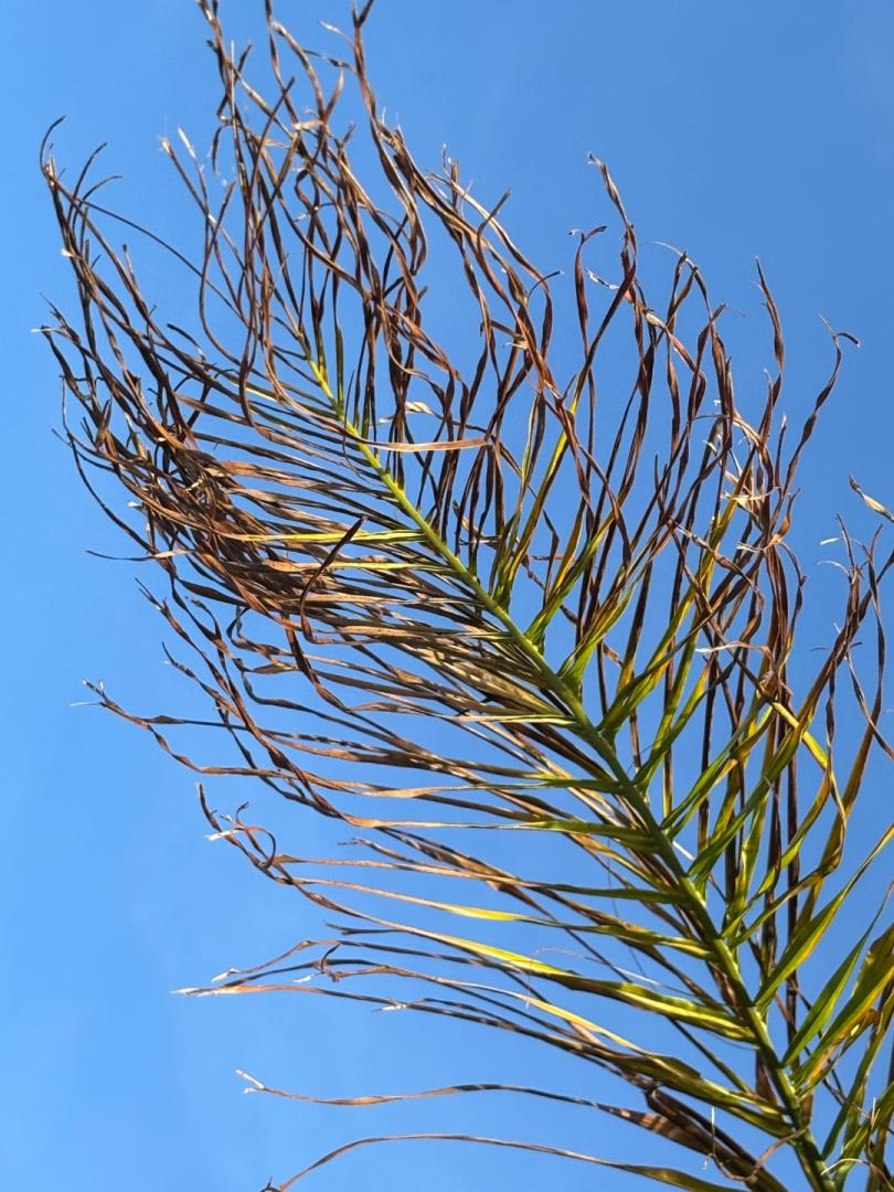 Newly planted Queen palms - DISCUSSING PALM TREES WORLDWIDE - PalmTalk
