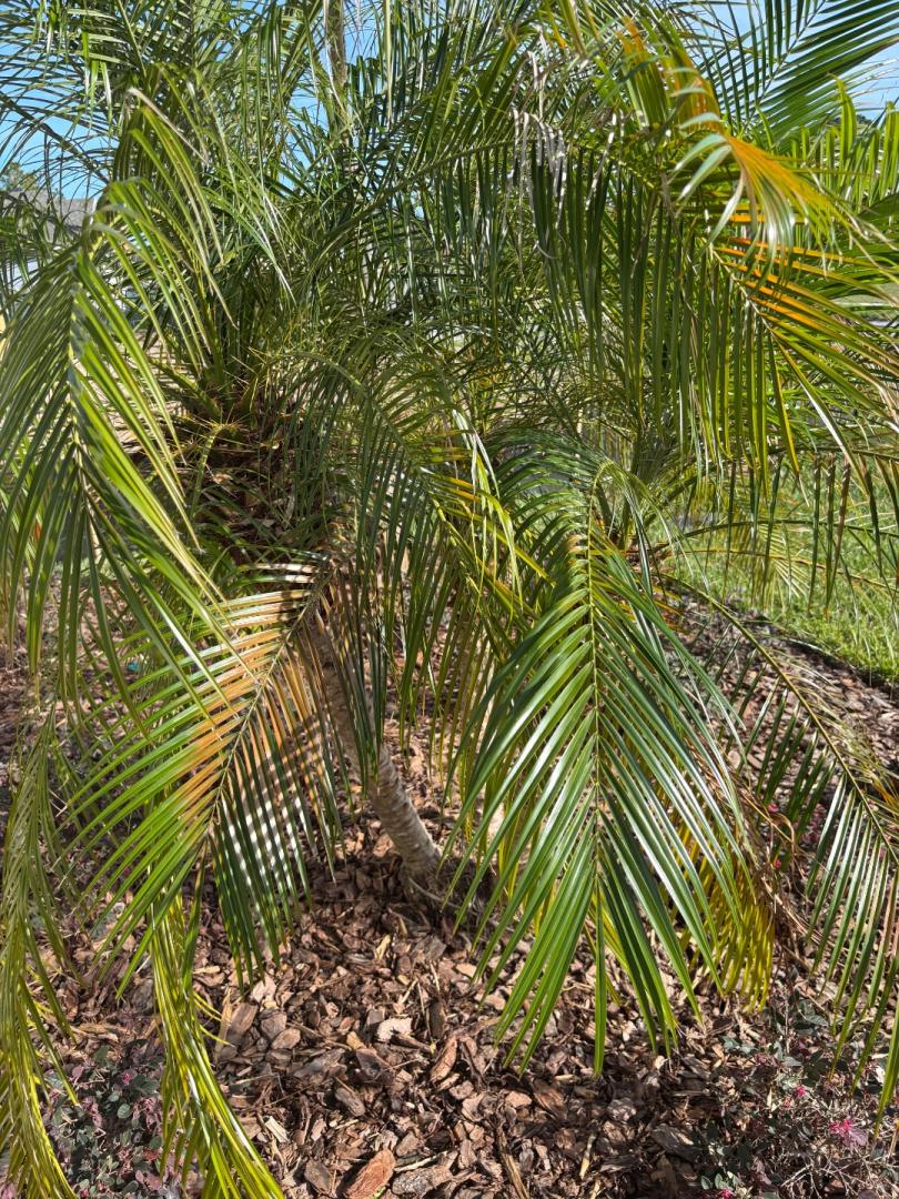 Pygmy issues - DISCUSSING PALM TREES WORLDWIDE - PalmTalk