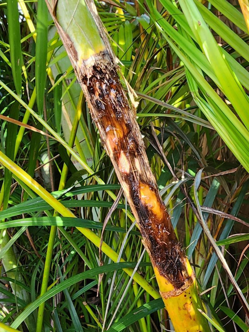 Areca palm damage - DISCUSSING PALM TREES WORLDWIDE - PalmTalk