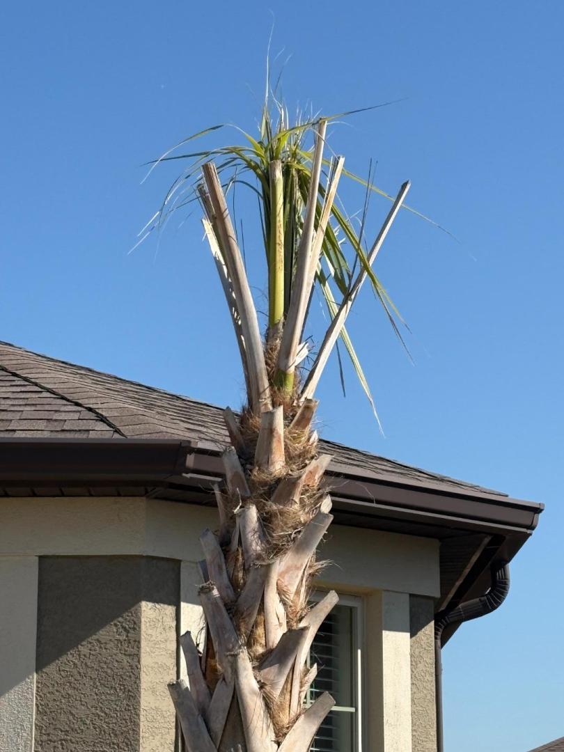 Help with Sabal Palm - No Growth - DISCUSSING PALM TREES WORLDWIDE ...