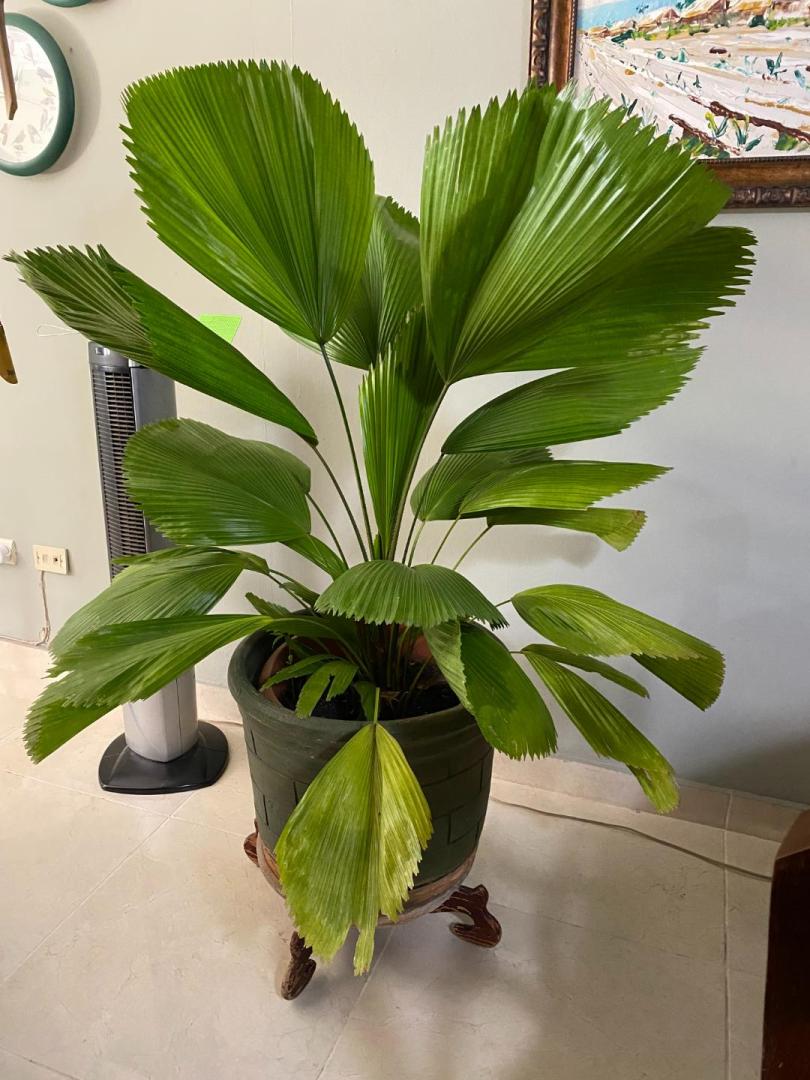 Licuala Grandis Picture - PALMS IN POTS - PalmTalk