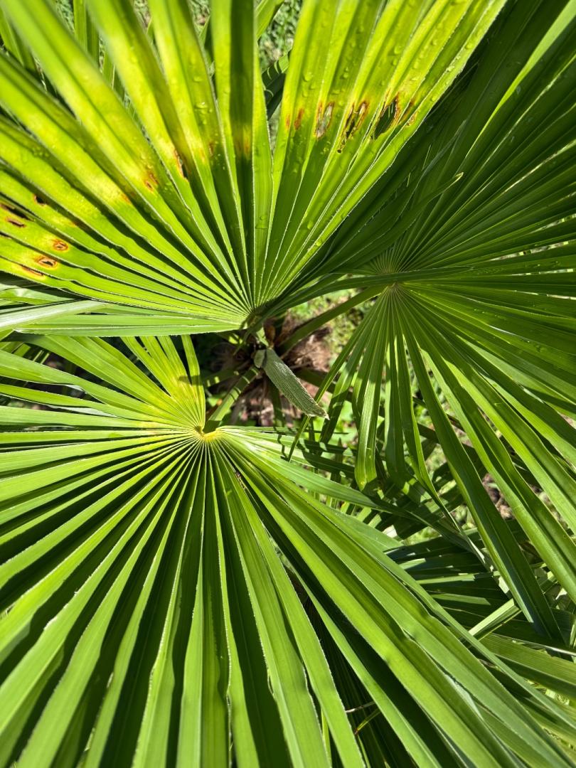 Palm Identification - DISCUSSING PALM TREES WORLDWIDE - PalmTalk