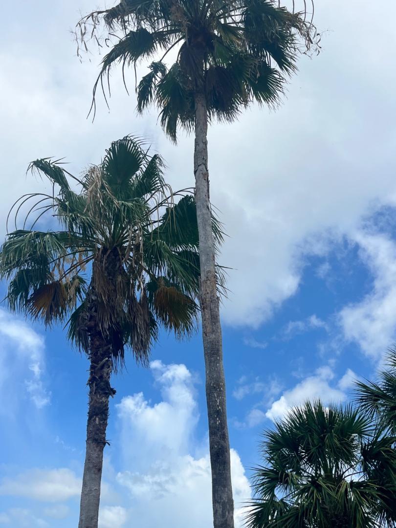 Normal or Diseased Palm? - DISCUSSING PALM TREES WORLDWIDE - PalmTalk