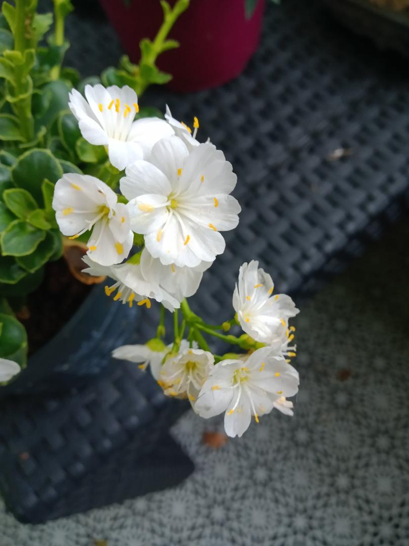 what kind of flower is this ? - TROPICAL LOOKING PLANTS - Other Than ...