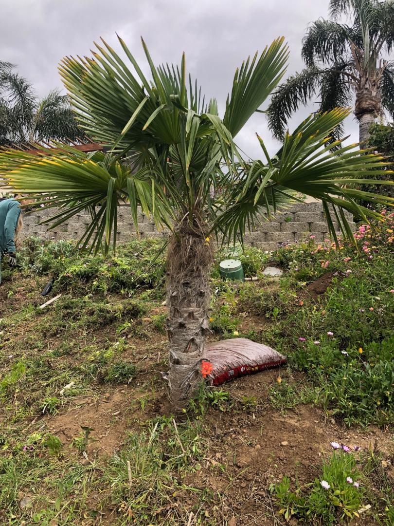 Palm Identification - DISCUSSING PALM TREES WORLDWIDE - PalmTalk