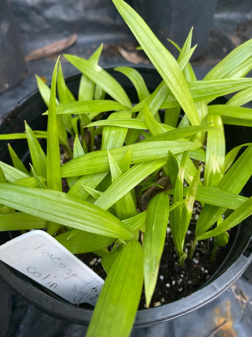 Lacospadix Australis single, clumping form seedling difference ...